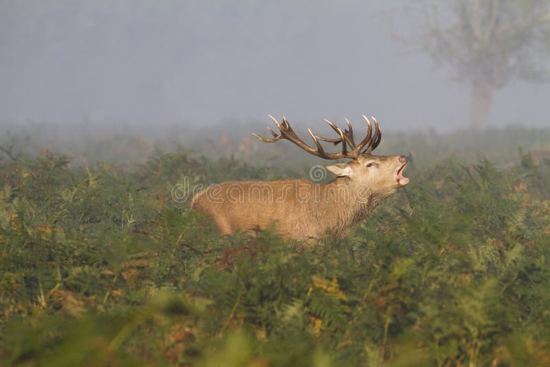 Male Stag Deer in Countryside Stock Image - Image of bracken, calling ...
