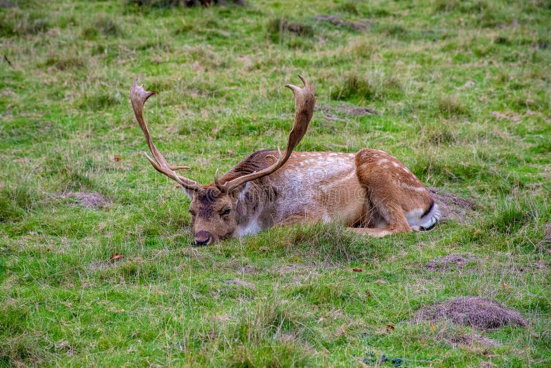 Male Stag Fallow Deer Laying on the Gorund Stock Photo - Image of fall ...