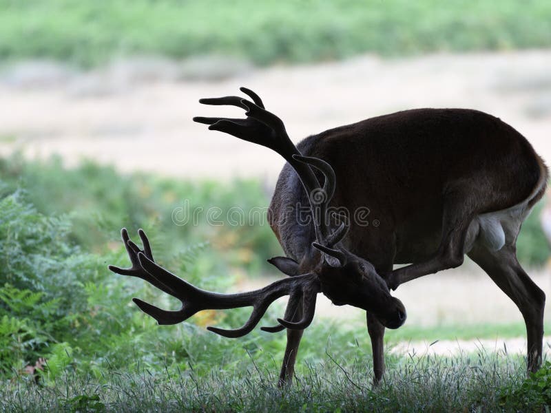 Male Stag Red Deer in the Woods Stock Image - Image of natural, elaphus ...