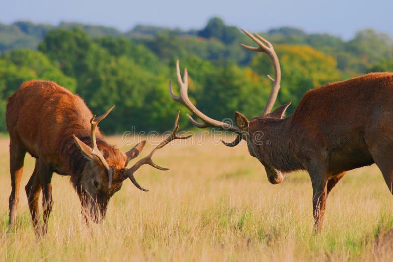 Male Stags Going into Battle Stock Image - Image of reindeer, stags ...