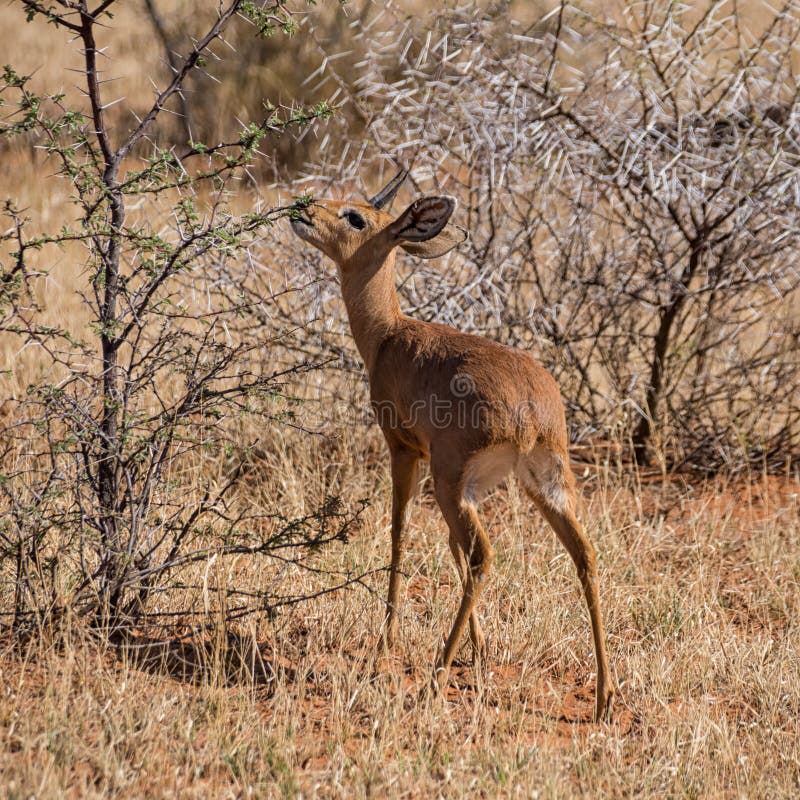Male Steenbok stock photo. Image of bush, animal, horned - 86297076