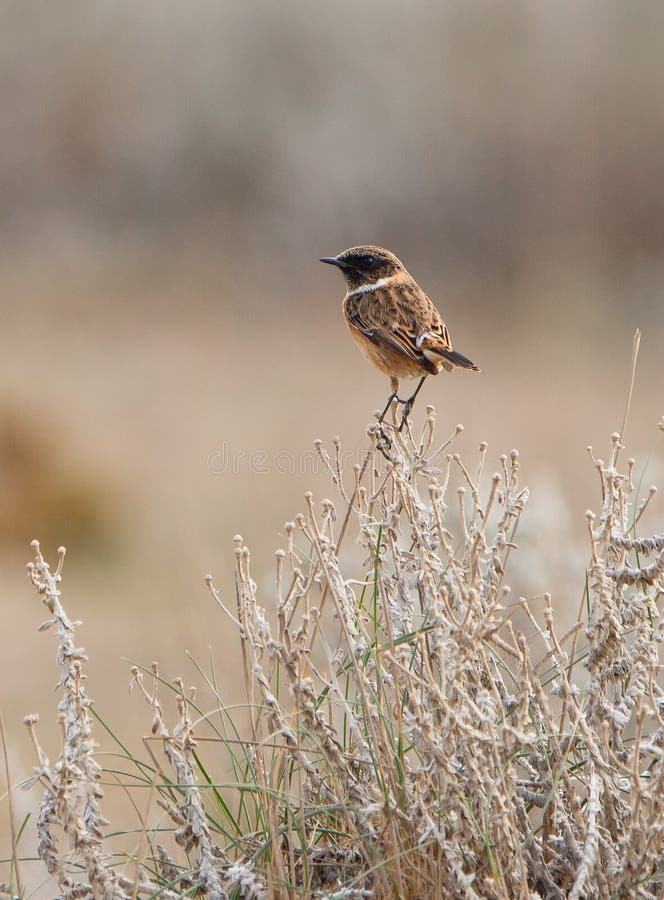 A male Stonechat stock image. Image of saxicola, confident - 22231377