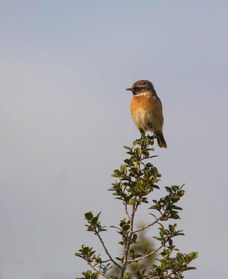 A male Stonechat stock image. Image of saxicola, confident - 22231377