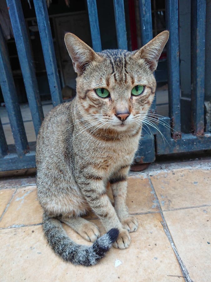 A male stray cat stock photo. Image of male, stray, house - 254979438