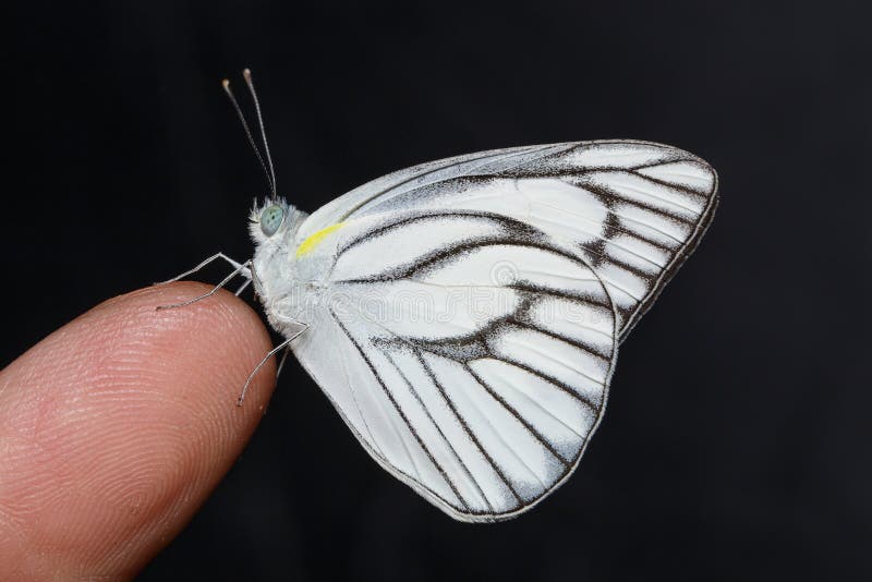 Male of Stripped Albatross Butterfly Stock Image - Image of insect ...