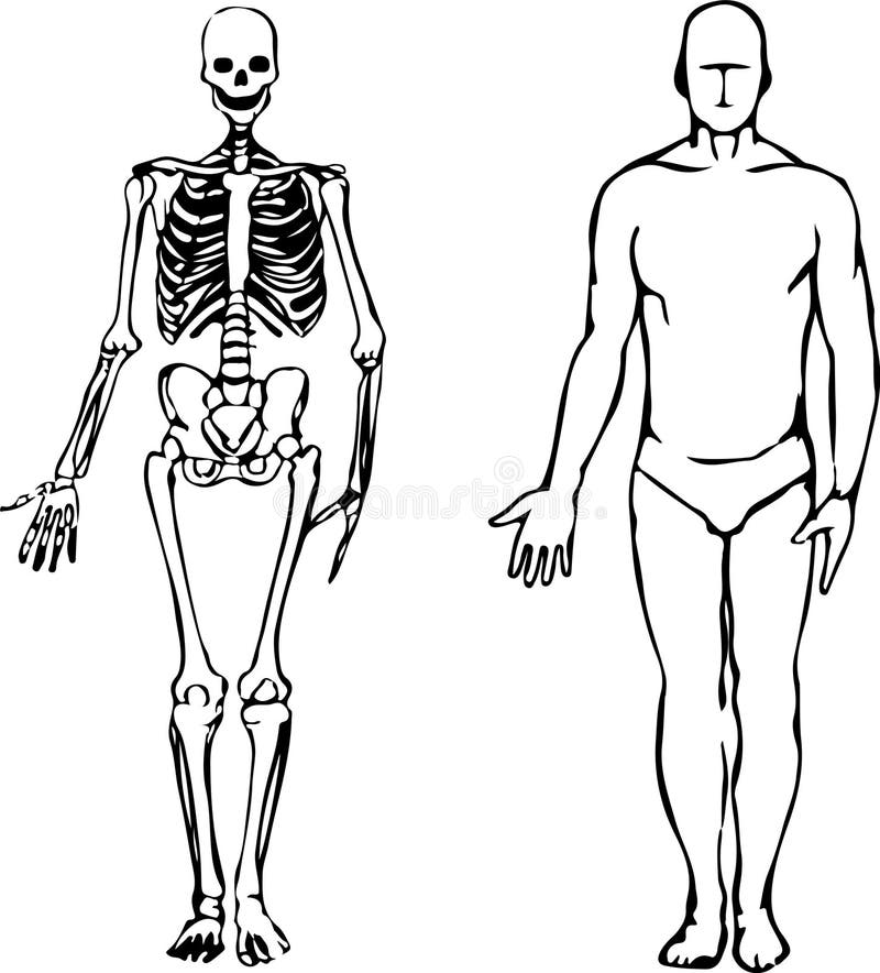 Male Structurally Draw and in the Shape of a Skeleton with a Pencil ...