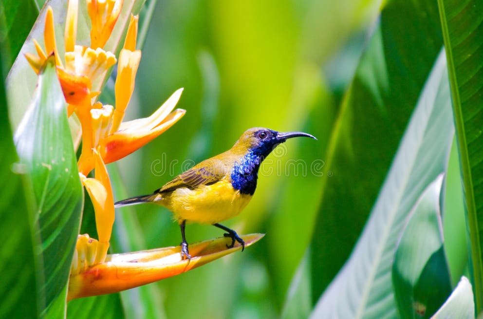 Male sunbird stock photo. Image of agile, heliconia, flower - 6536490