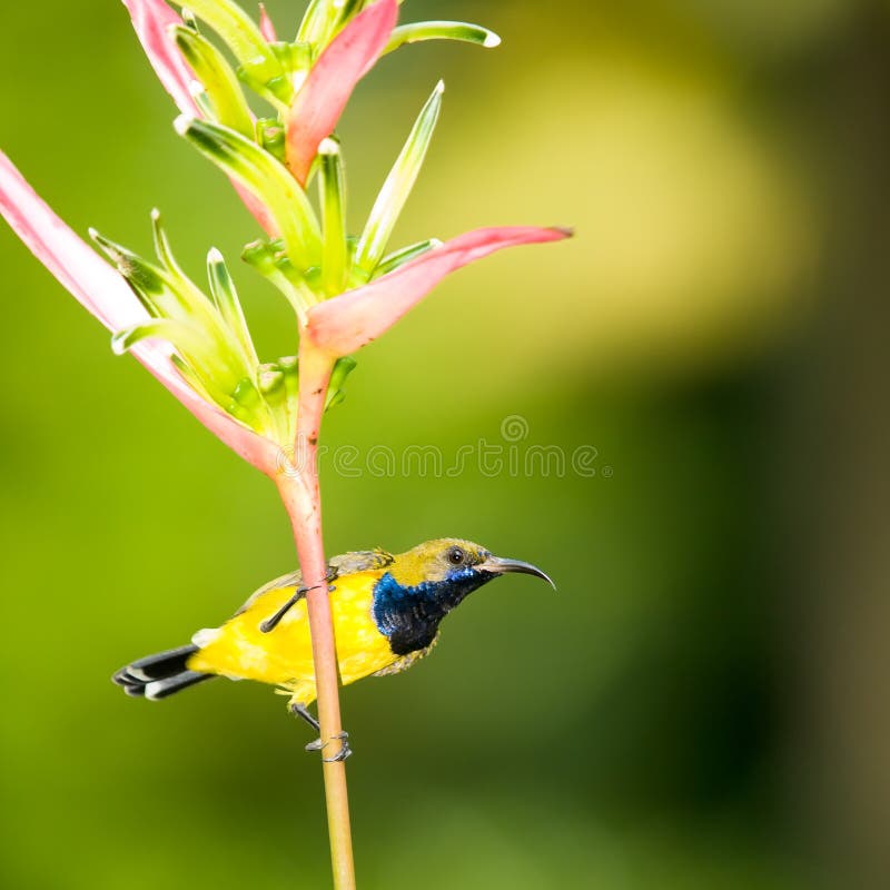 Male sunbird stock photo. Image of agile, heliconia, flower - 6536490