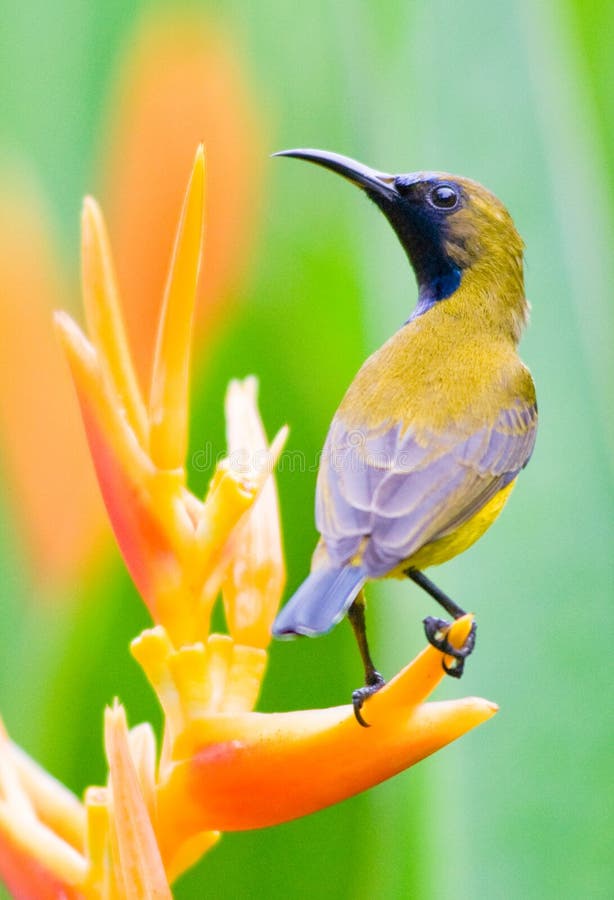 Male sunbird stock photo. Image of agile, heliconia, flower - 6536490