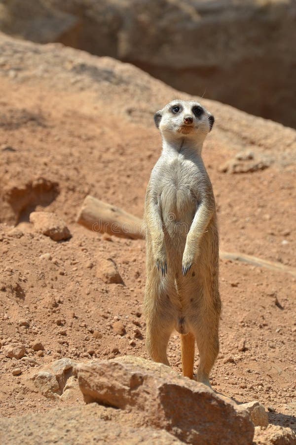 Male Suricate standing stock image. Image of standing - 26473579