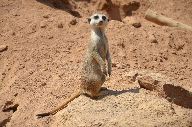 Male Suricate standing stock photo. Image of mammal, sand - 27230584