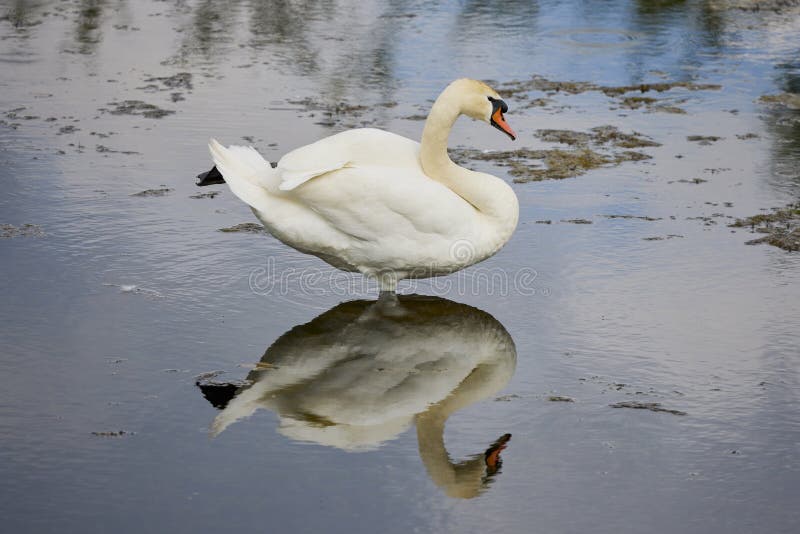 The male swan stock photo. Image of fluffy, ornithology - 318210752