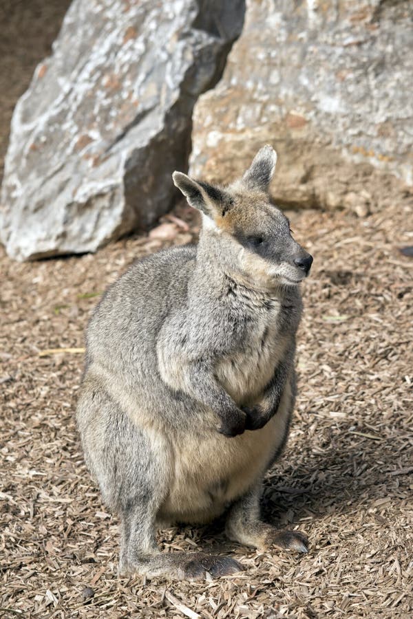 This is a Male Swap Wallaby Stock Image - Image of eyes, whiskers ...
