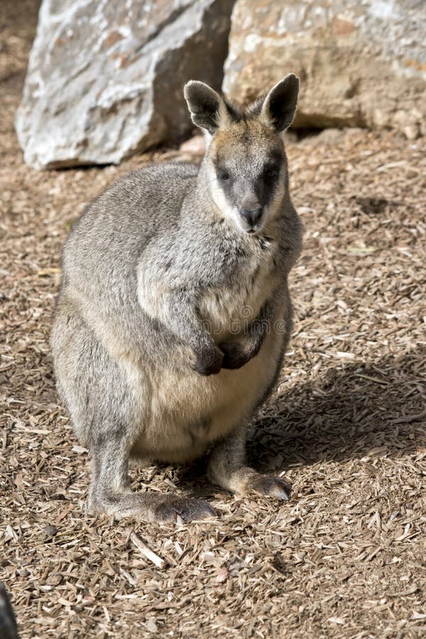 This is a Male Swap Wallaby Stock Image - Image of australia, wild ...