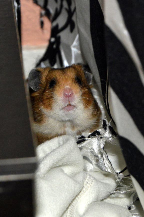 Male Syrian hamster stock image. Image of nose, kitten - 265230603