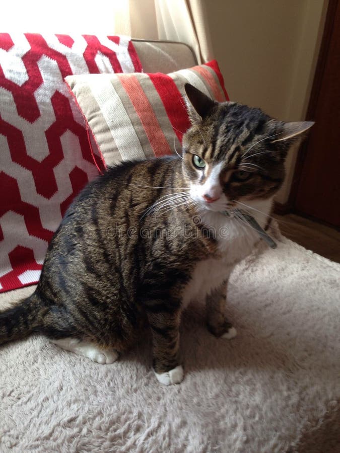 Male Tabby Cat stock photo. Image of markings, male, looks - 87501772