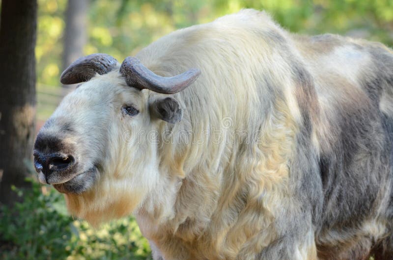 Male takin stock image. Image of fixed, beige, asia, intent - 27173193