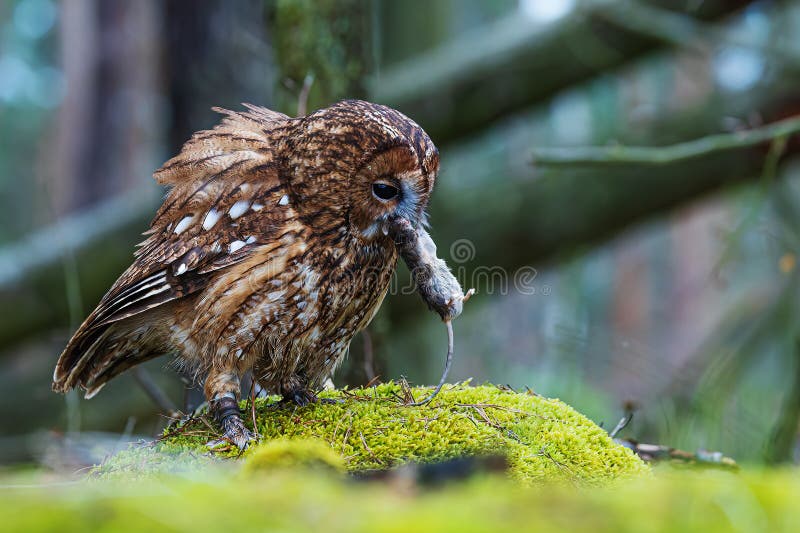 Male Tawny Owl (Strix Aluco) Has Caught a Mouse Stock Image - Image of ...