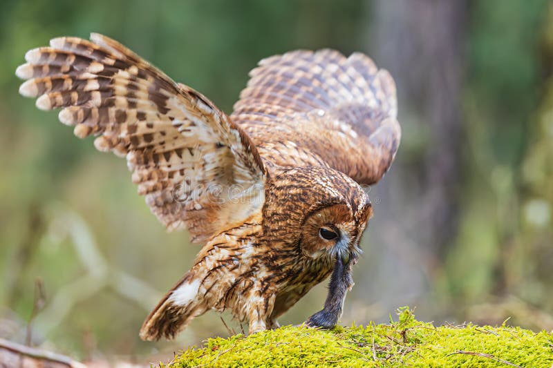 Male Tawny Owl (Strix Aluco) Has Caught a Mouse Stock Image - Image of ...