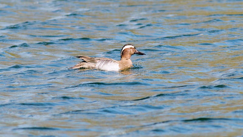 Male teal duck cod stock photo. Image of mallard, wild - 300487690