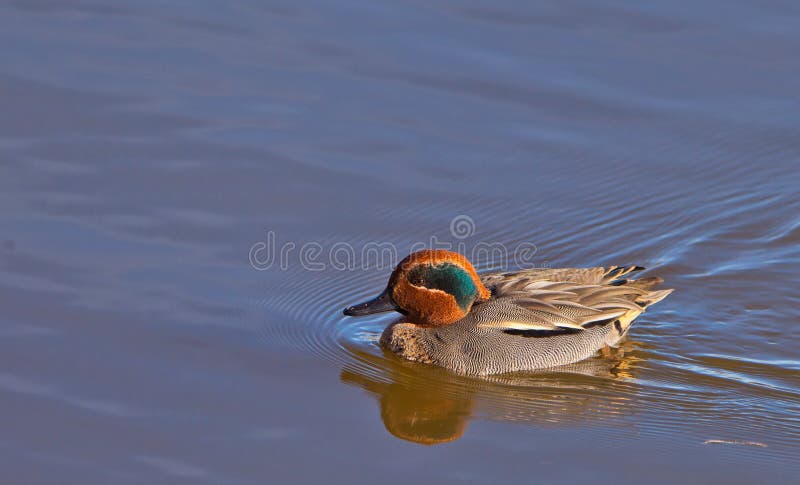 A Male Teal in the Evening Sun Stock Image - Image of life, aiguamolls ...