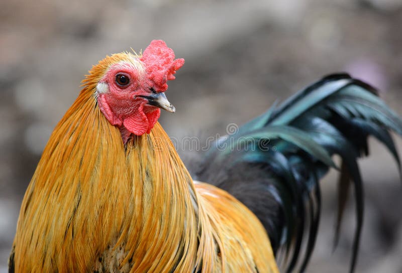 Male Thai native rooster stock image. Image of looking - 35202611