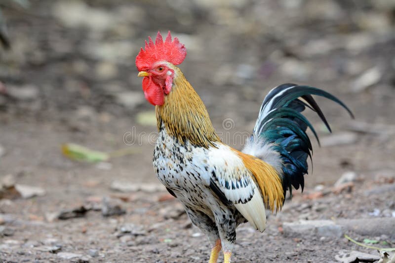 Male Thai native rooster stock image. Image of looking - 35202611