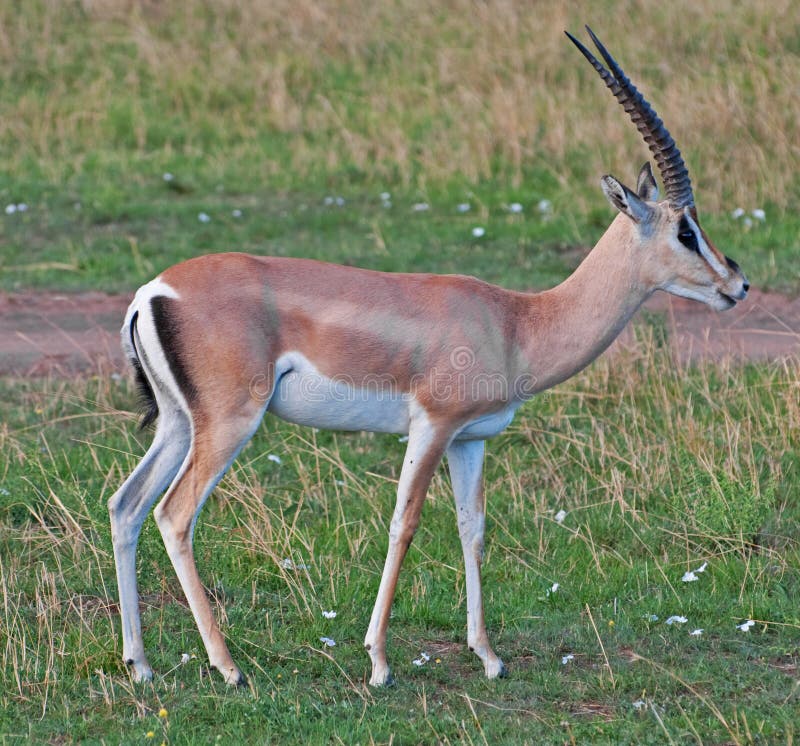 Thomson s gazelle stock image. Image of wildlife, thomson - 42087527