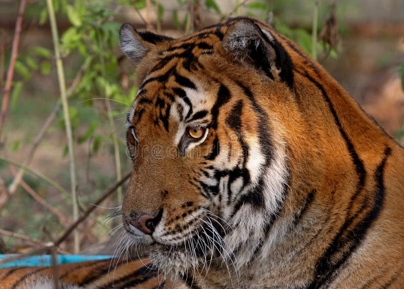 Male Tiger Picture. Image: 1488096
