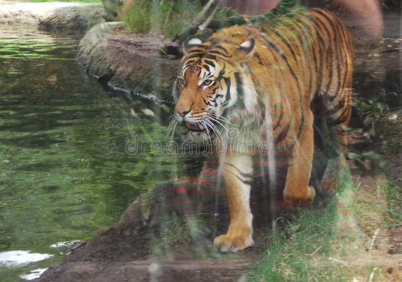 Male Tiger stock photo. Image of checking, tiger, male - 137267392