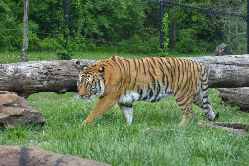 Tiger stock photo. Image of walking, outside, spring - 116437228