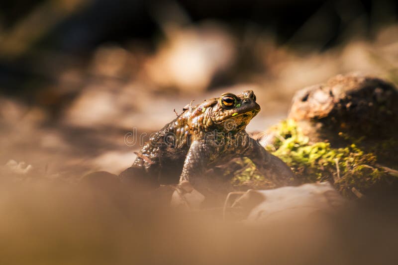 Male Toad on a Sunny Day in Spring Searching for a Female in the Forest ...