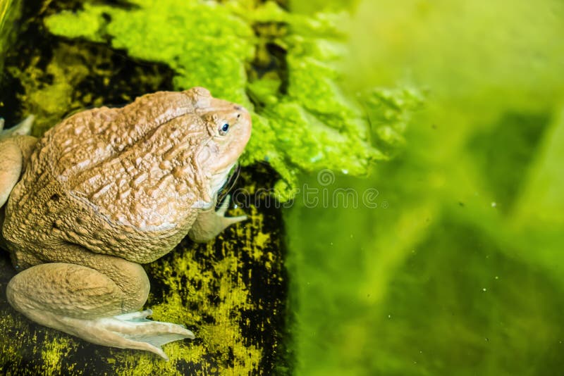 A Male Toad in Water on the Leaf Stock Image - Image of brown, portrait ...