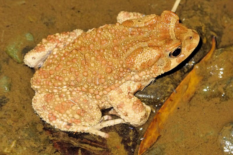 Male Toads Amietophrynus Mauritanicus River Morocco Stock Image - Image ...