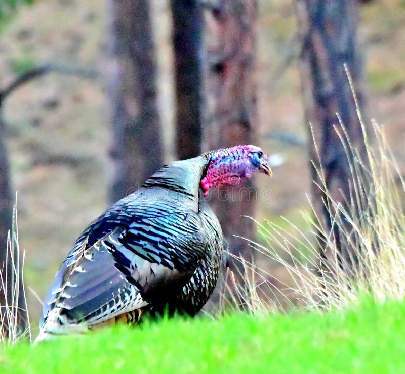 Male Tom Turkey, Bitterroot Mountains, Montana. Stock Photo - Image of ...