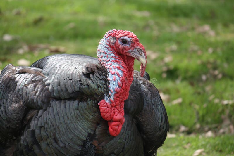 Male Turkey or Tom stock image. Image of proud, domestic - 10192577