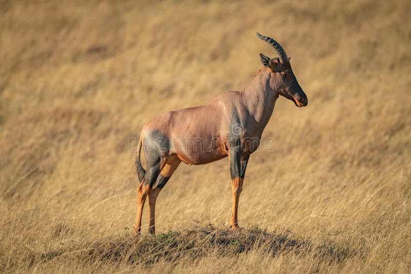 Male Topi Displaying Himself on Grassy Mound Stock Image - Image of ...