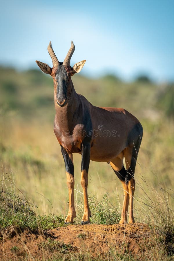 Male Topi Standing on Mound Displaying Himself Stock Photo - Image of ...