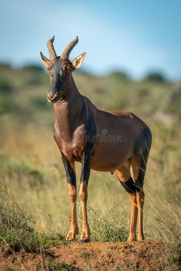 Male Topi Stands on Mound Displaying Himself Stock Photo - Image of ...