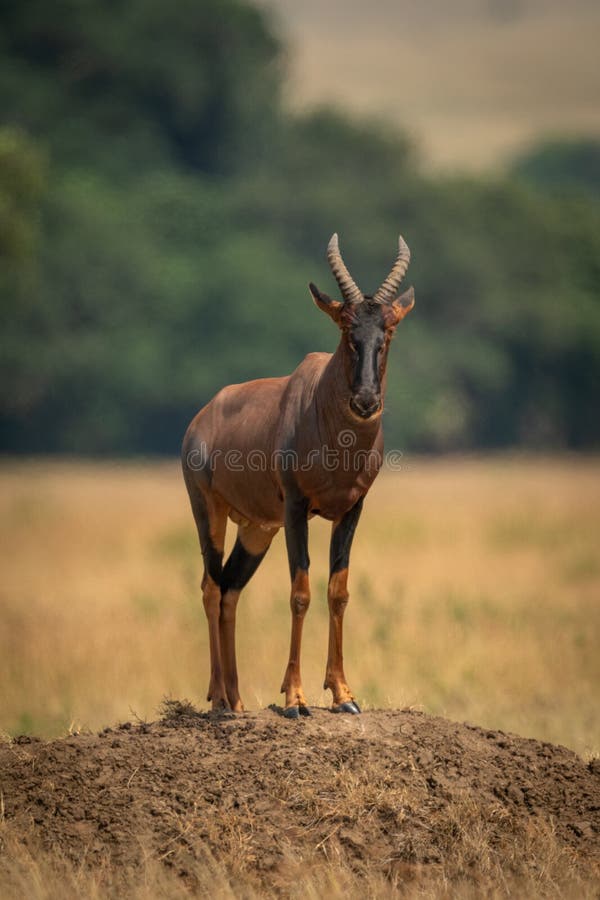 Male Topi Displaying Himself on Earth Mound Stock Image - Image of ...