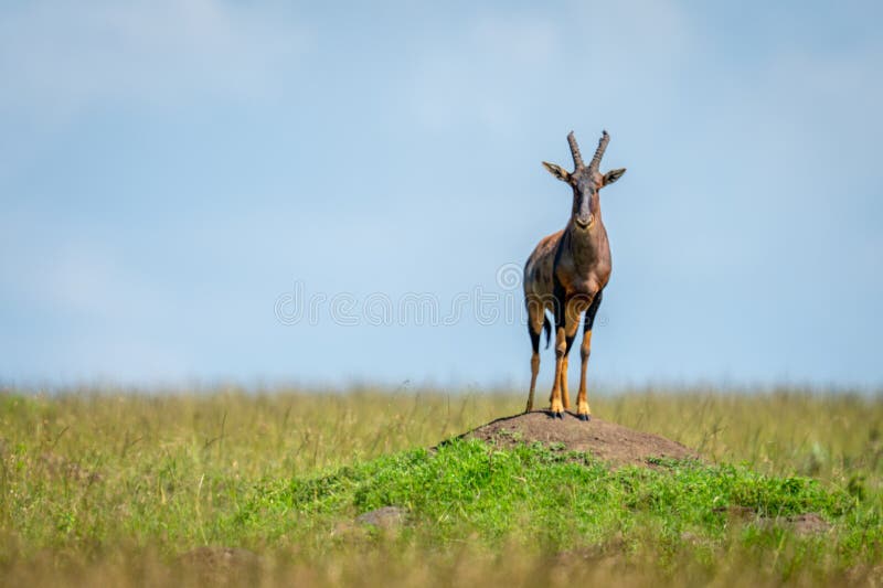 Male Topi Stands Staring from Termite Mound Stock Image - Image of ...
