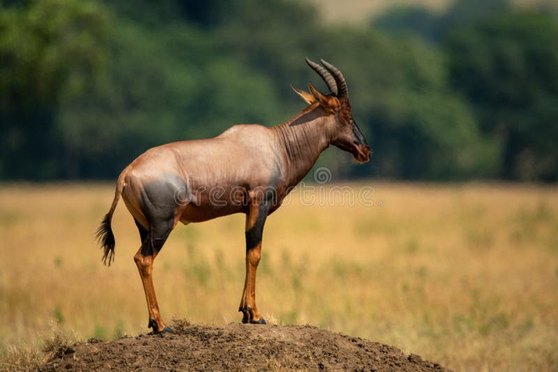 Male Topi Stands on Sunlit Termite Mound Stock Image - Image of ...