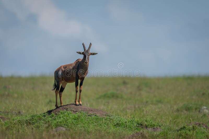 Male Topi Stands on Termite Mound Posing Stock Image - Image of animals ...