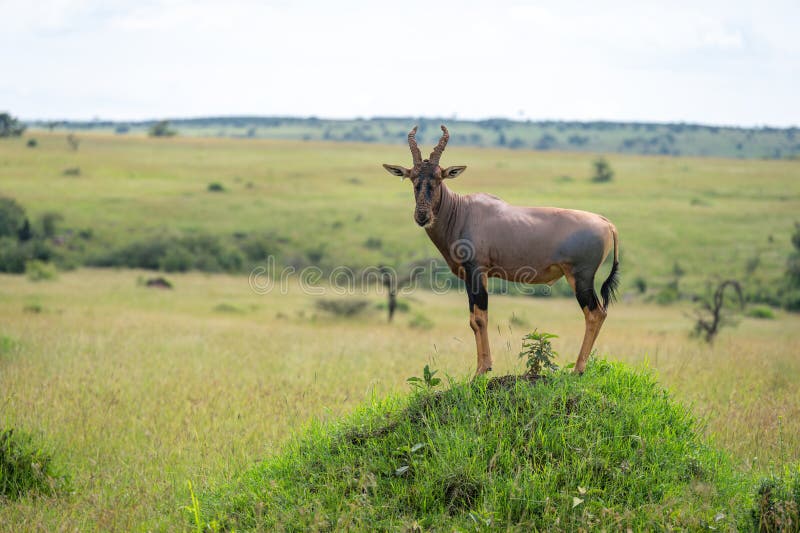 Male Topi Stands Watching Camera from Mound Stock Photo - Image of ...