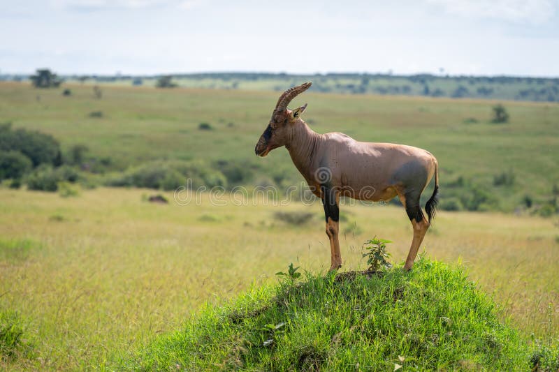 Male Topi Stood in Profile on Mound Stock Photo - Image of people ...