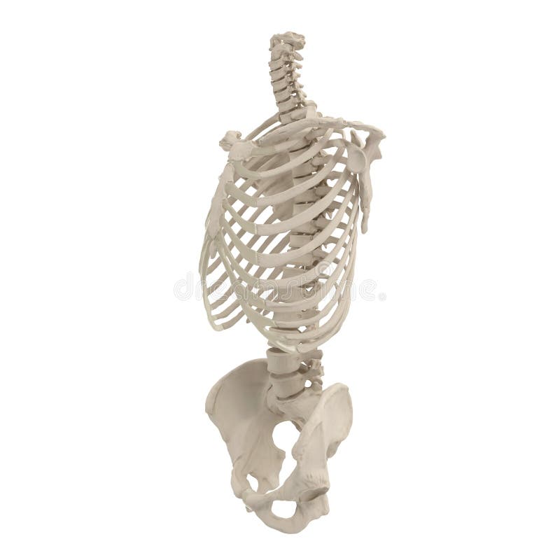 Image Skeleton Torso Stock Illustrations – 3,316 Image Skeleton Torso ...