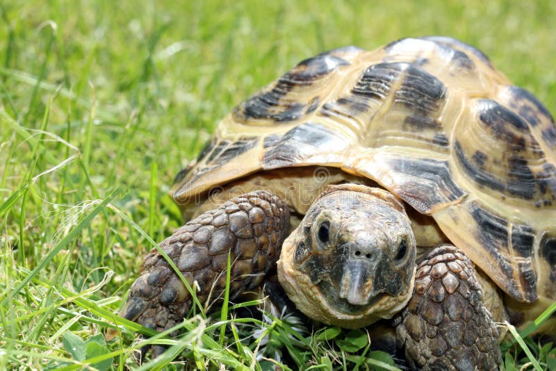 Male Tortoise in Shell Facing Camera Stock Image - Image of reclusive ...