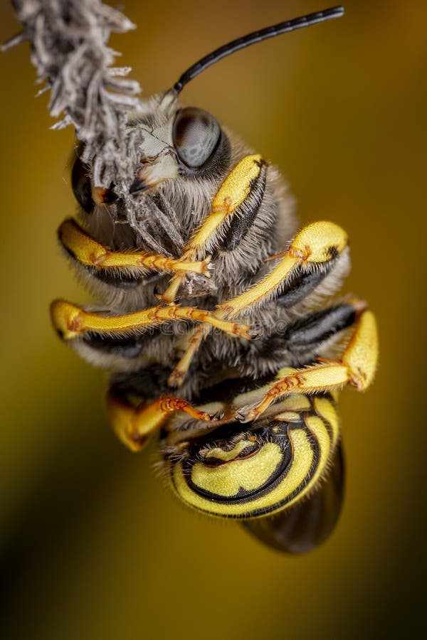 Male of Trachusa Interrupta Bee Sleeping Biting a Branch Stock Photo ...