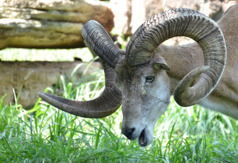 115 Urial Stock Photos - Free & Royalty-Free Stock Photos from Dreamstime