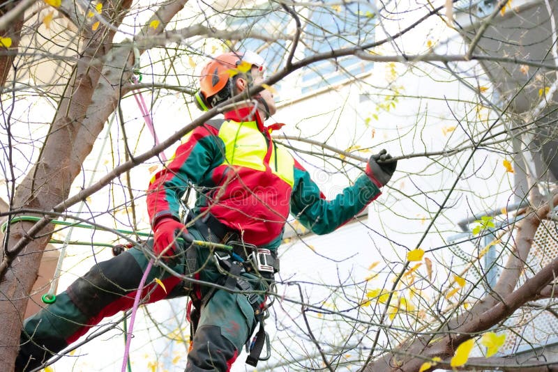 Tree Surgeon Cutting Branches on a Tree Editorial Photography - Image ...